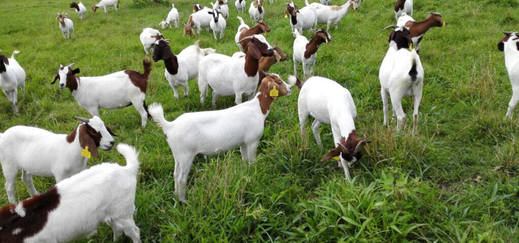 Goat Farming – Karpolax Farms