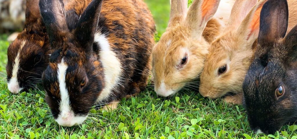 Rabbit Farming – Karpolax Farms